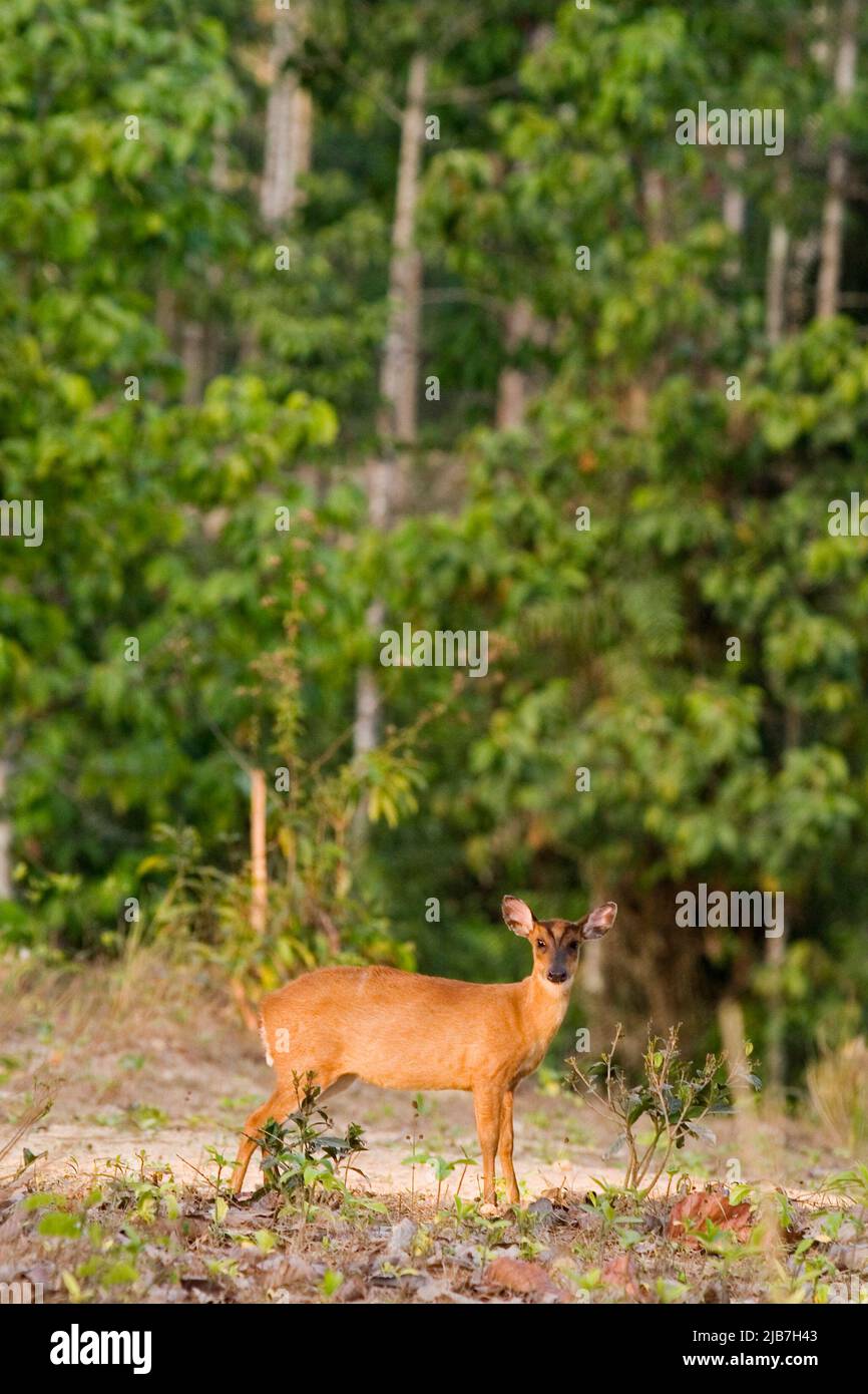 Maya horín hi-res stock photography and images - Alamy