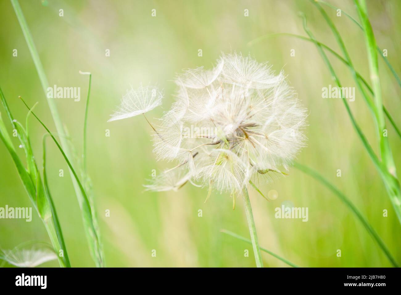 Dandelion seeds blowing from the plant with green meadow background ...