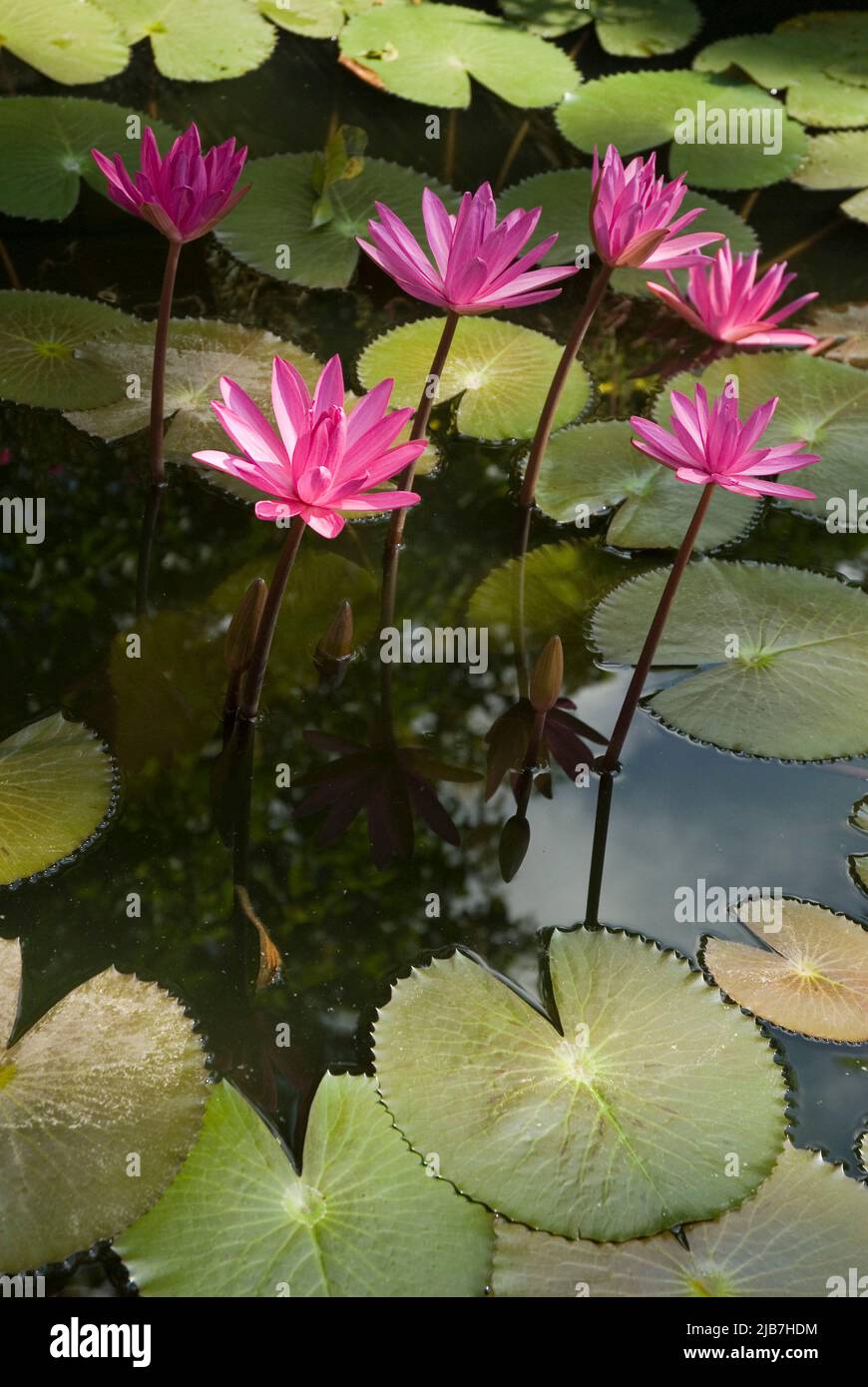 Ishordi hi-res stock photography and images - Alamy