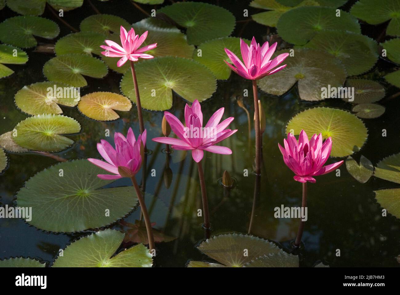 Shapla water-lilies in a village pond in Ishordi. Bangladesh. September ...