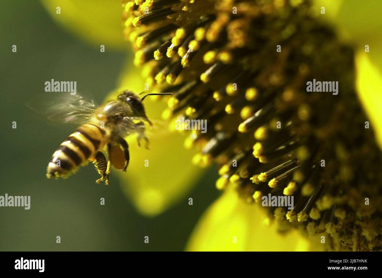 A honey bee. Dhaka, Bangladesh. March, 2004 Stock Photo - Alamy