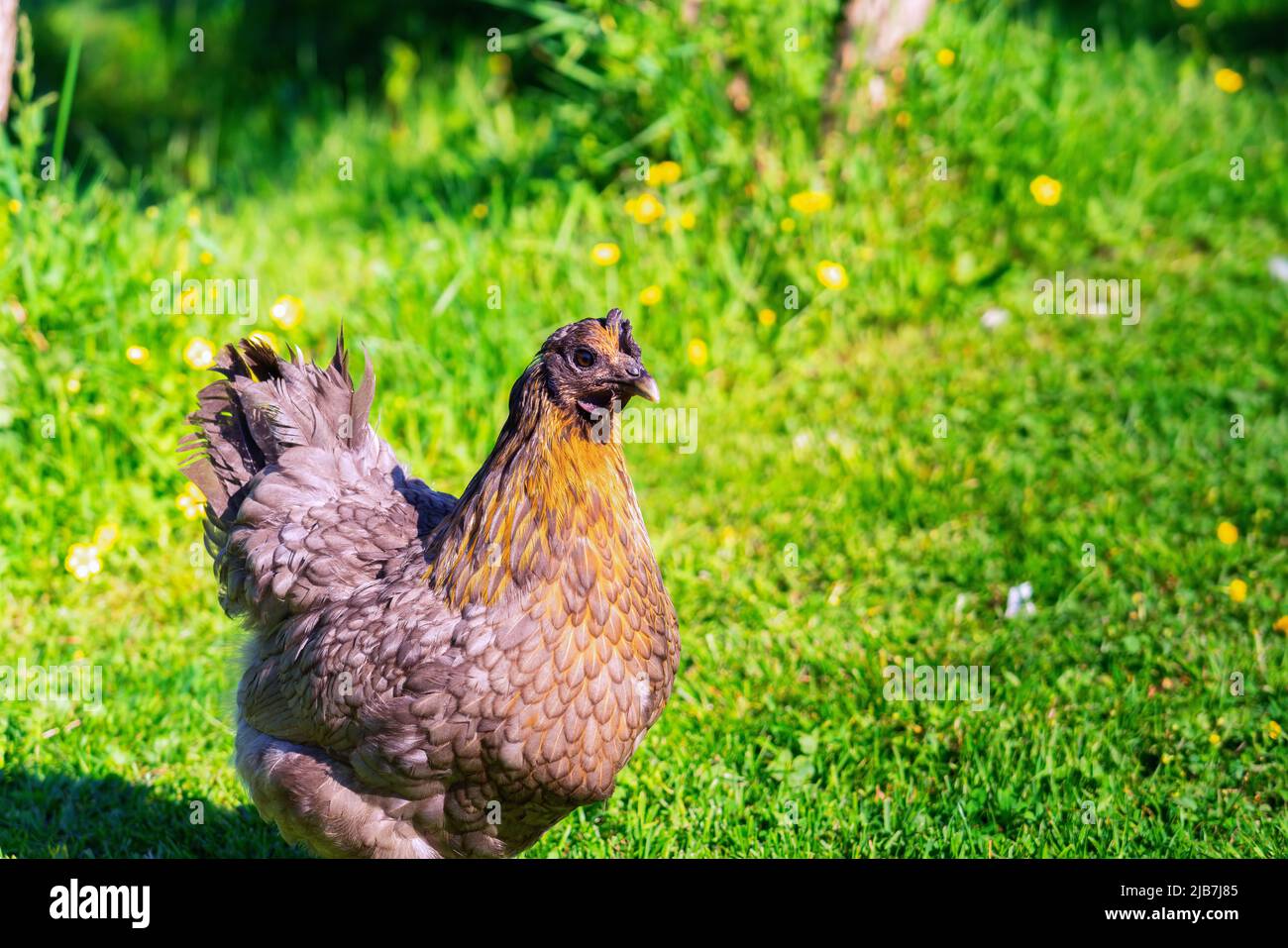 Light grey hen, right side, close up side photo in in green garden in ...