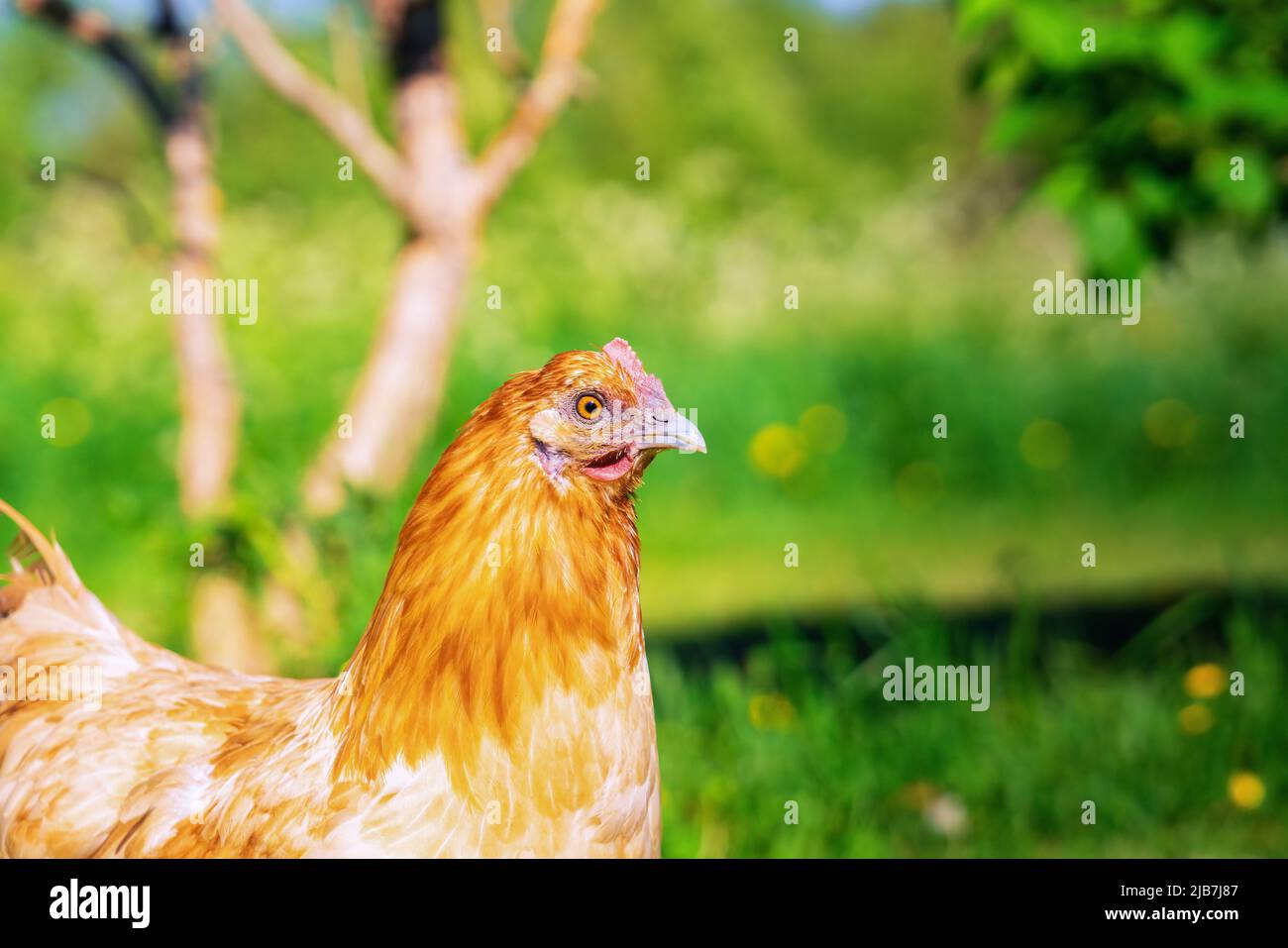 Live brown chicken photo hi-res stock photography and images - Alamy