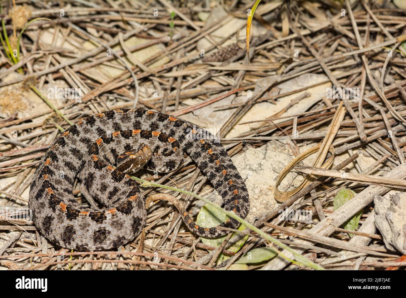 Dusky Pygmy Rattlesnake - Sistrurus miliarius barbouri Stock Photo - Alamy