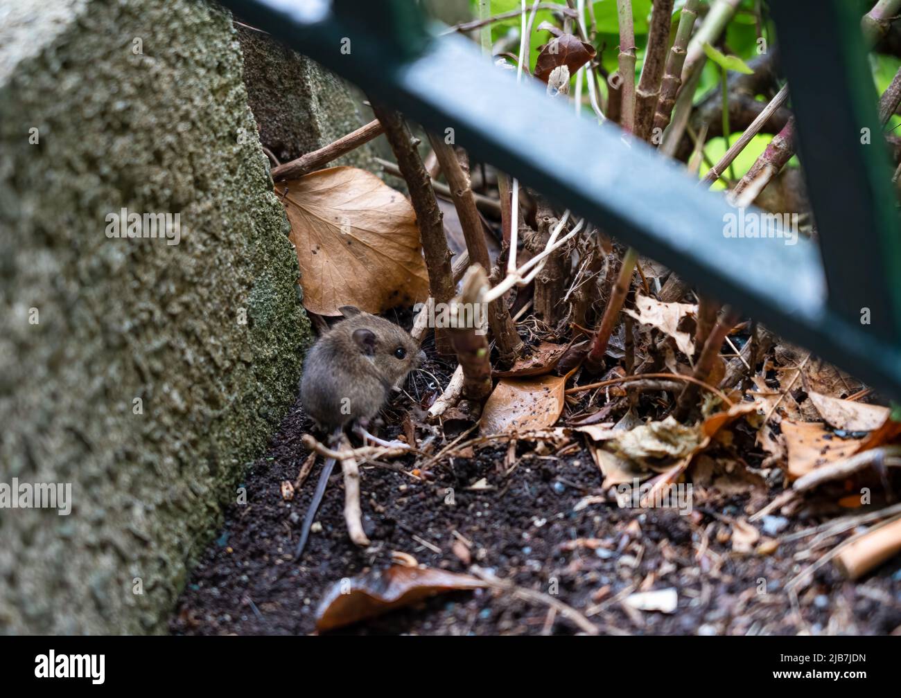 a wood mouse aka long tailed field mouse (Apodemus sylvaticus) feeding ...