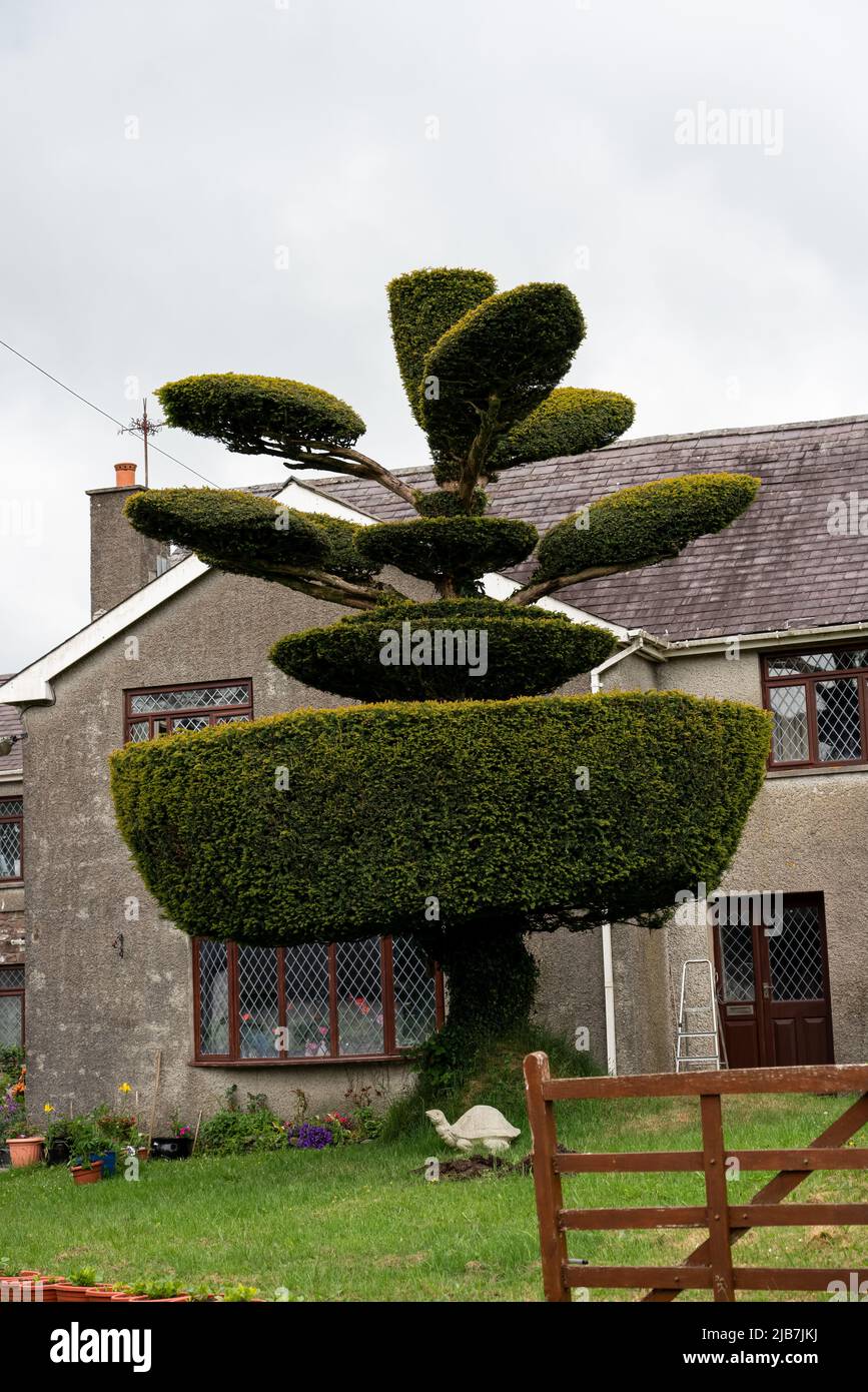 magnificent tree sized topiary in a Welsh house garden Stock Photo - Alamy