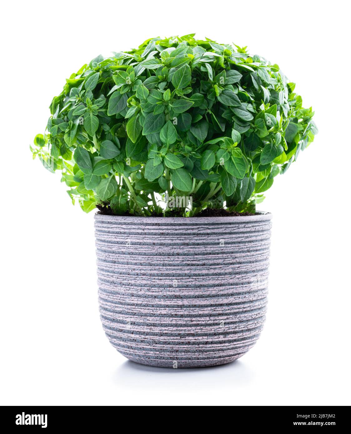 Greek dwarf basil plant in clay pot isolated on white Stock Photo - Alamy