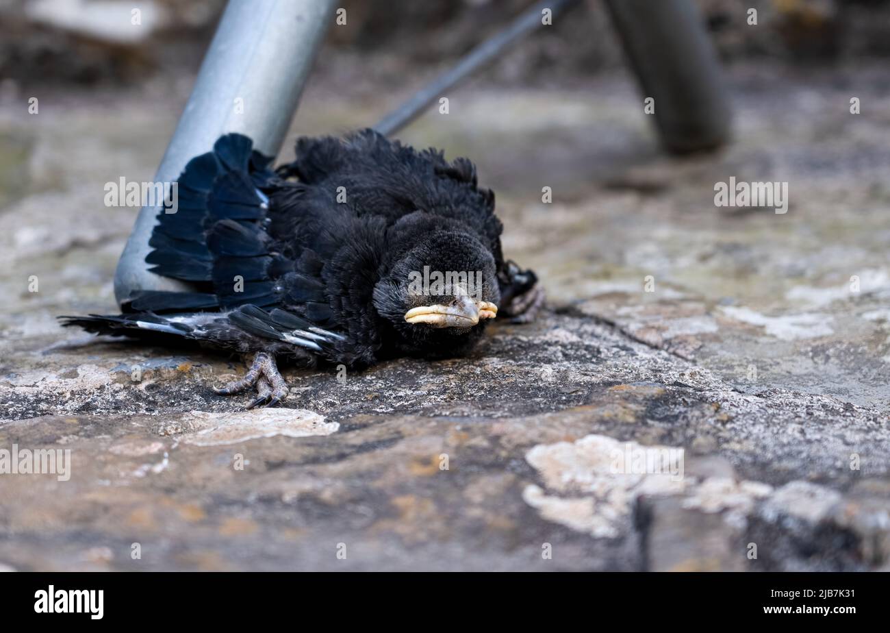 close up facial of a baby Jackdaw (Corvus monedula) having fallen from ...