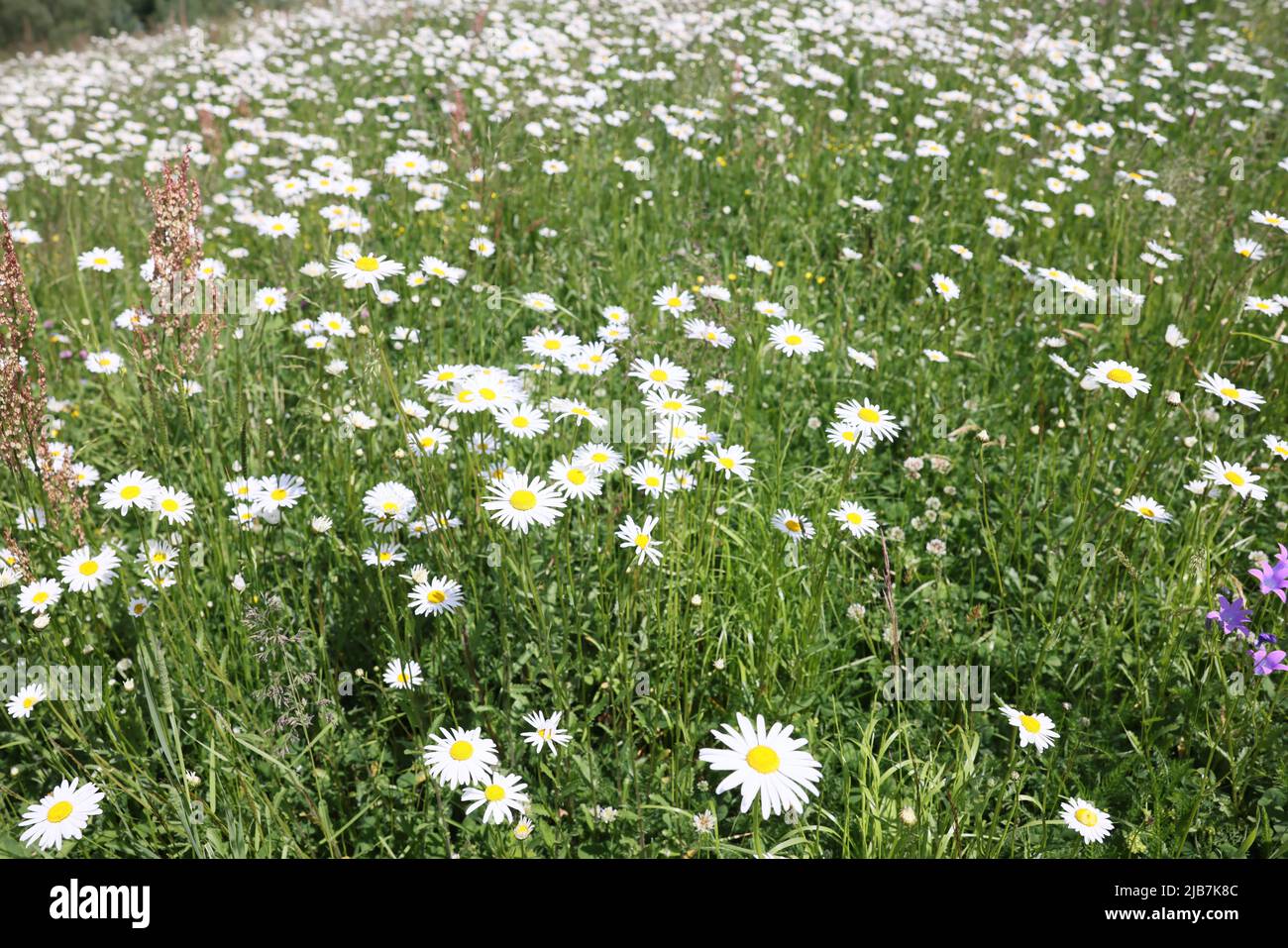 Endless daisies flower fields in summer in Latvia region Latgalia ...