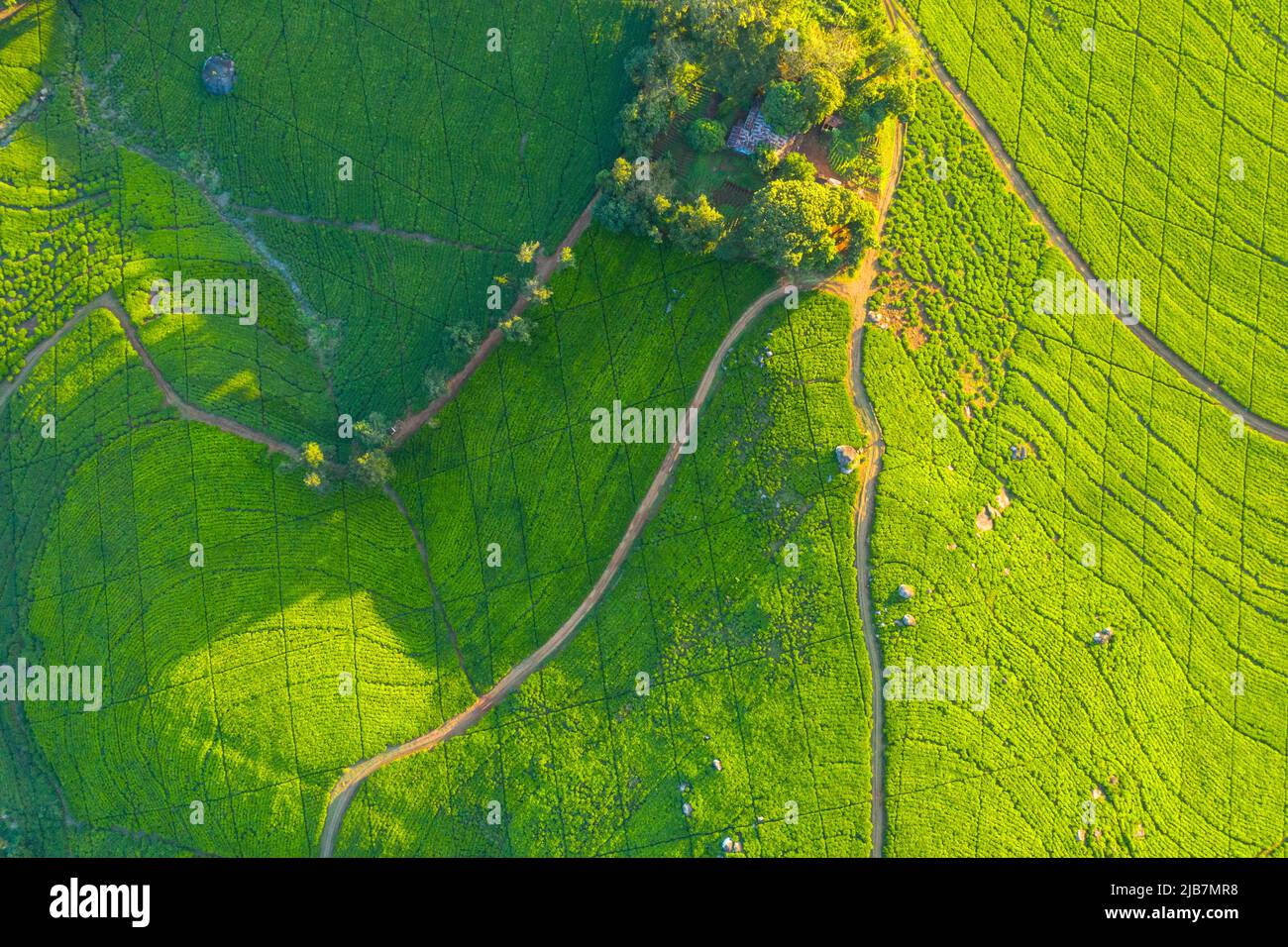 Tea farming in Mulanje, Malawi Stock Photo - Alamy