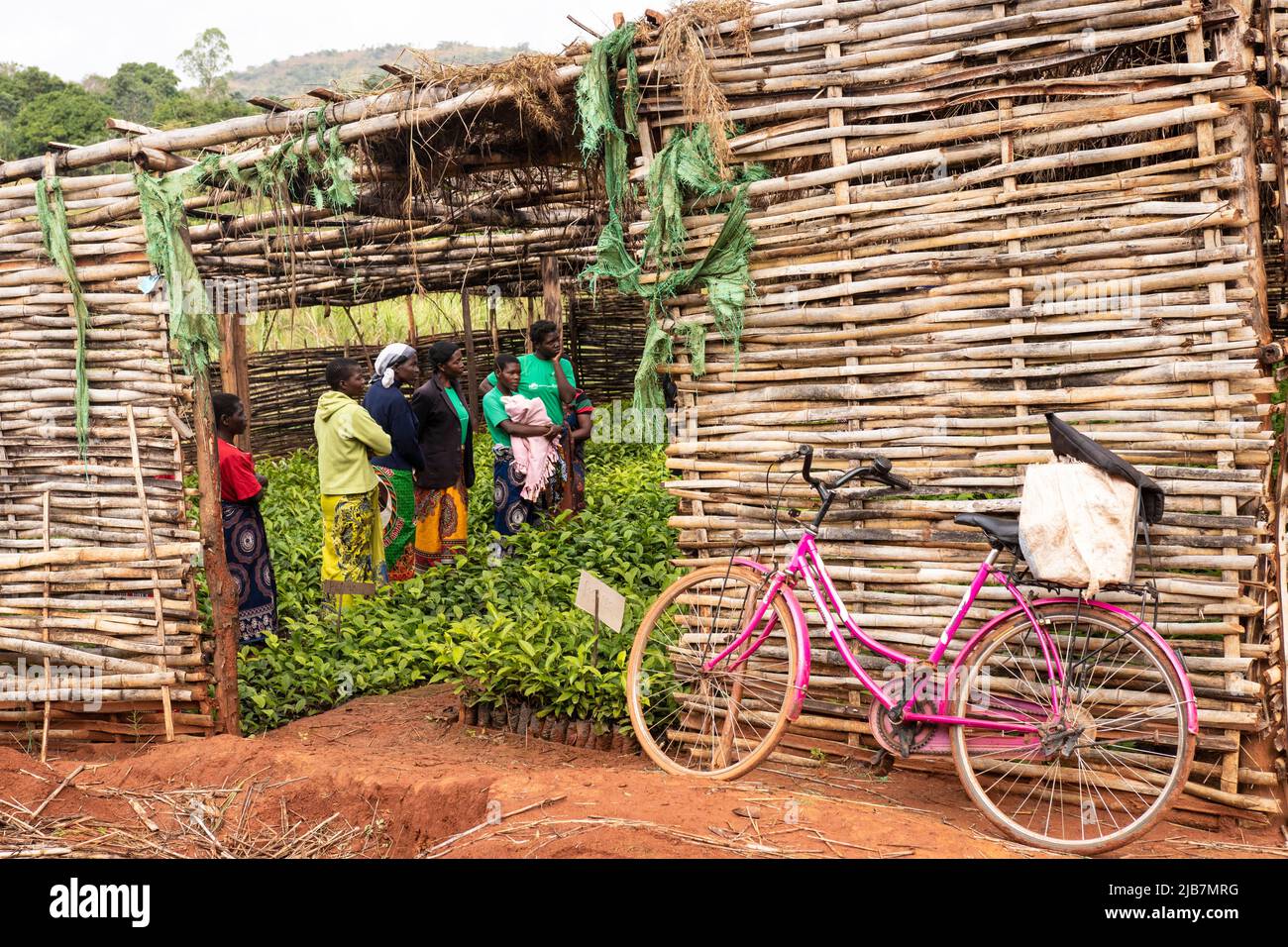 Tea farming in Mulanje, Malawi Stock Photo - Alamy