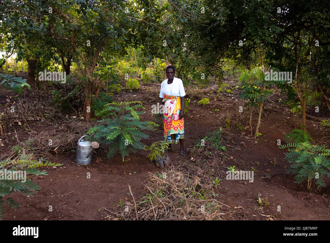 Tea farming in Mulanje, Malawi Stock Photo - Alamy
