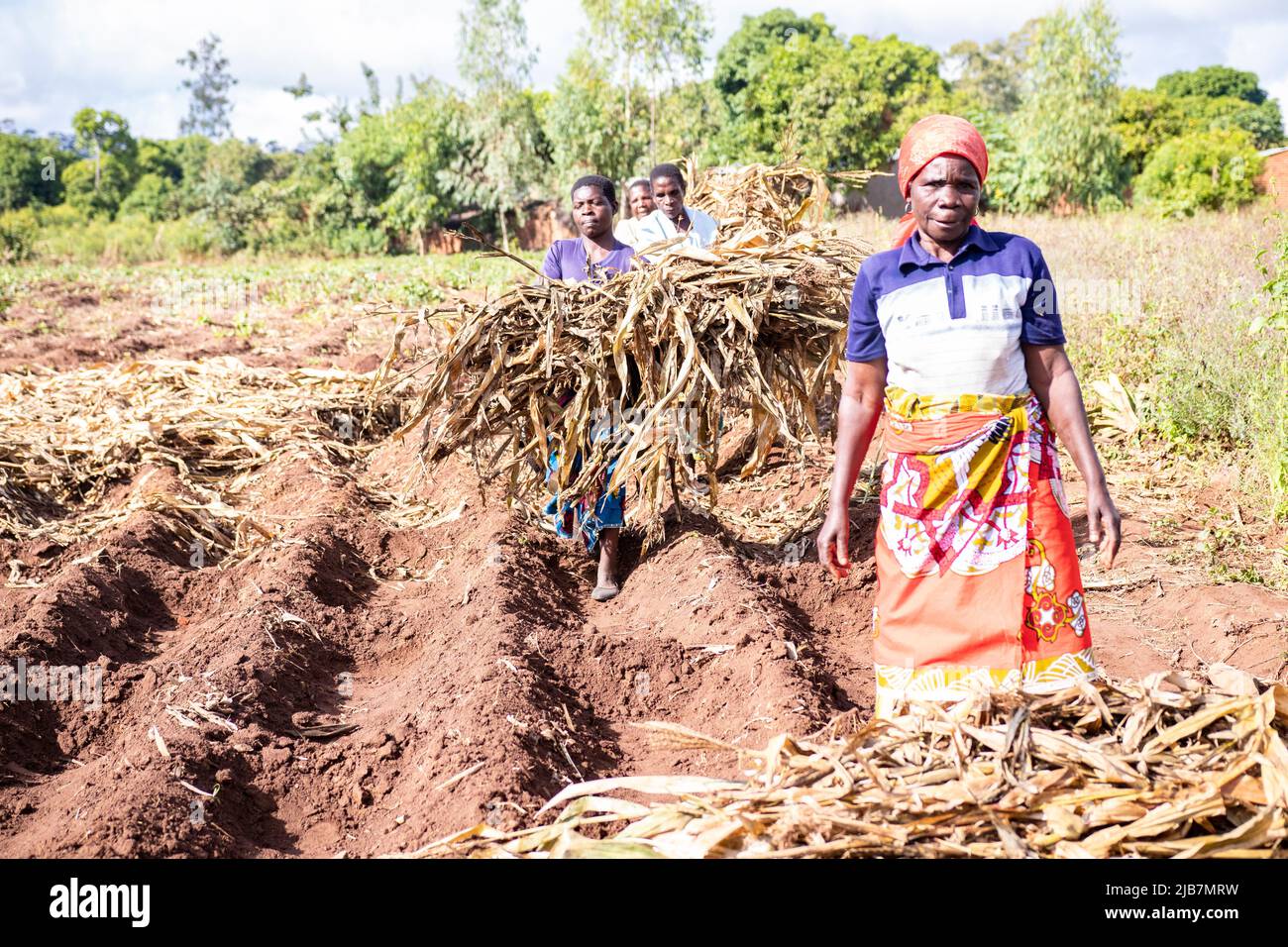 Tea farming in Mulanje, Malawi Stock Photo - Alamy