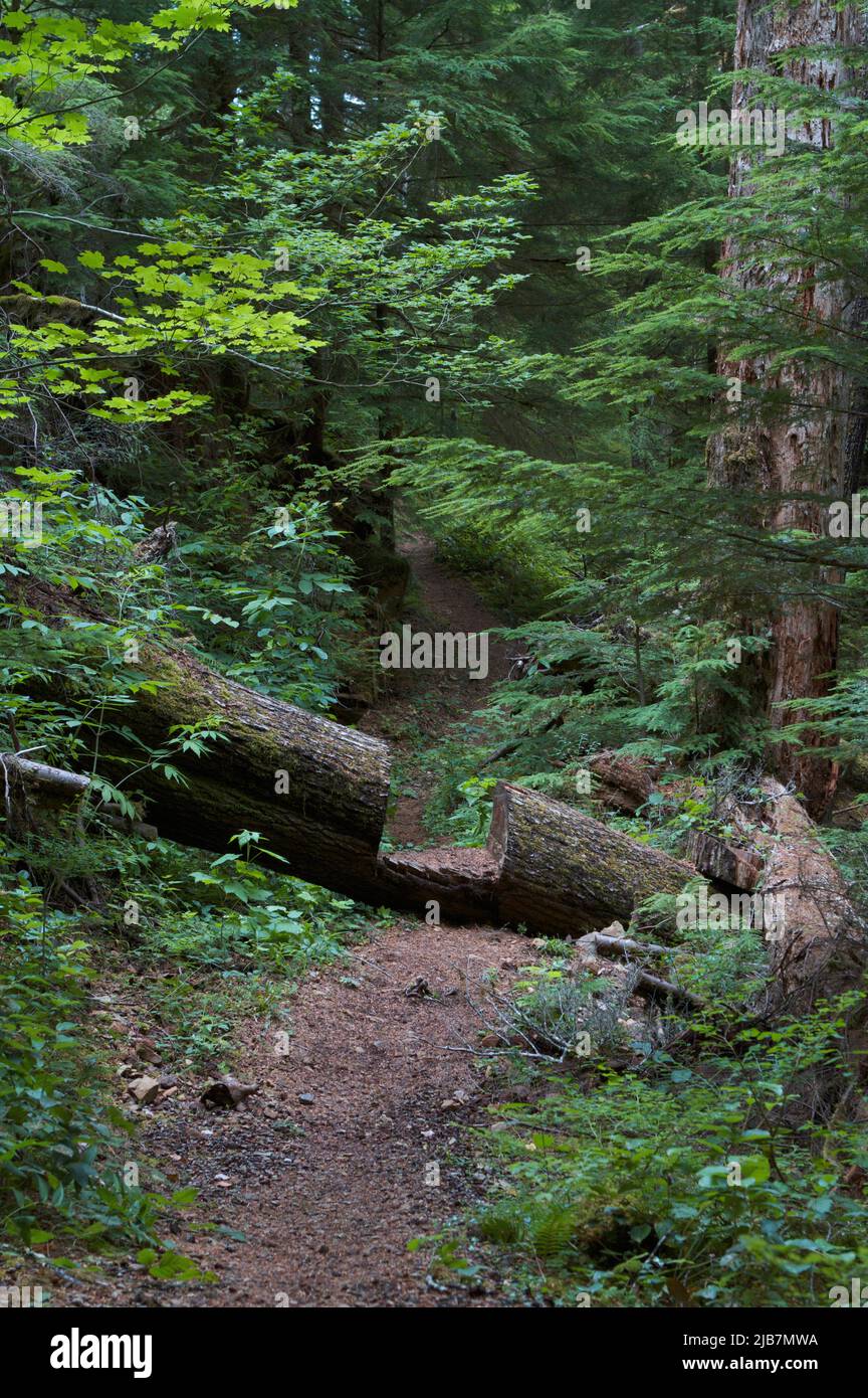 Log on forest trail in the Olympic National Forest with section cut out ...