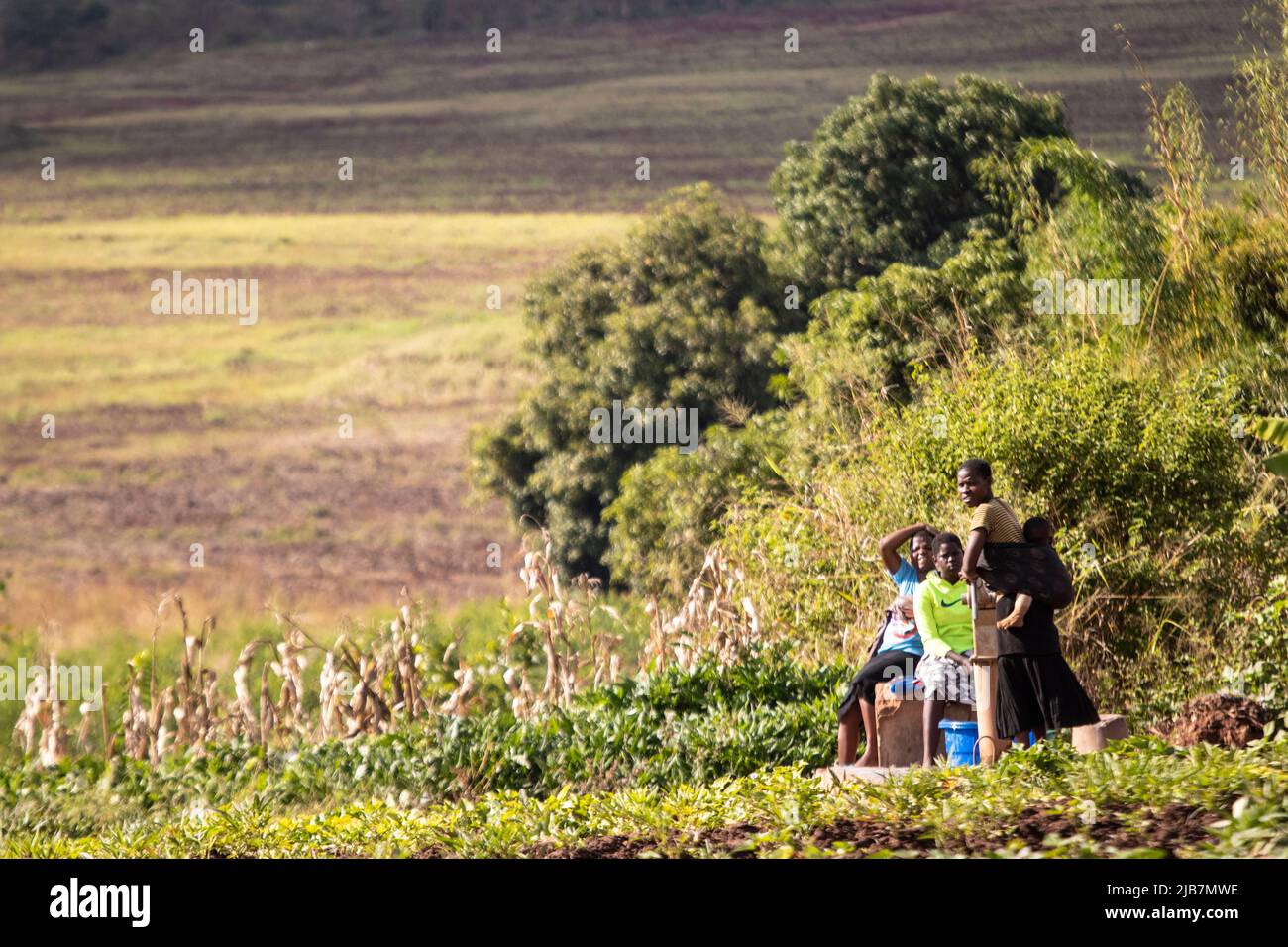 Tea farming in Mulanje, Malawi Stock Photo - Alamy