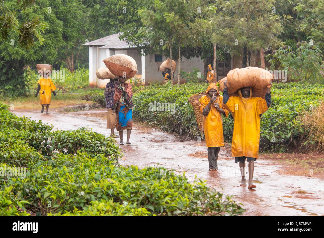 Tea farming in Mulanje, Malawi Stock Photo - Alamy