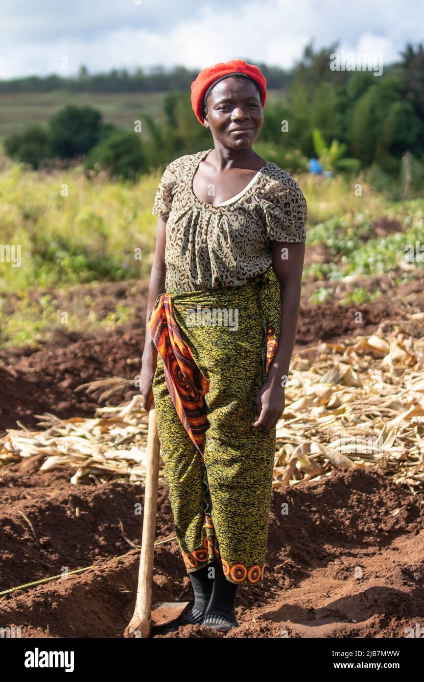 Tea farming in Mulanje, Malawi Stock Photo - Alamy