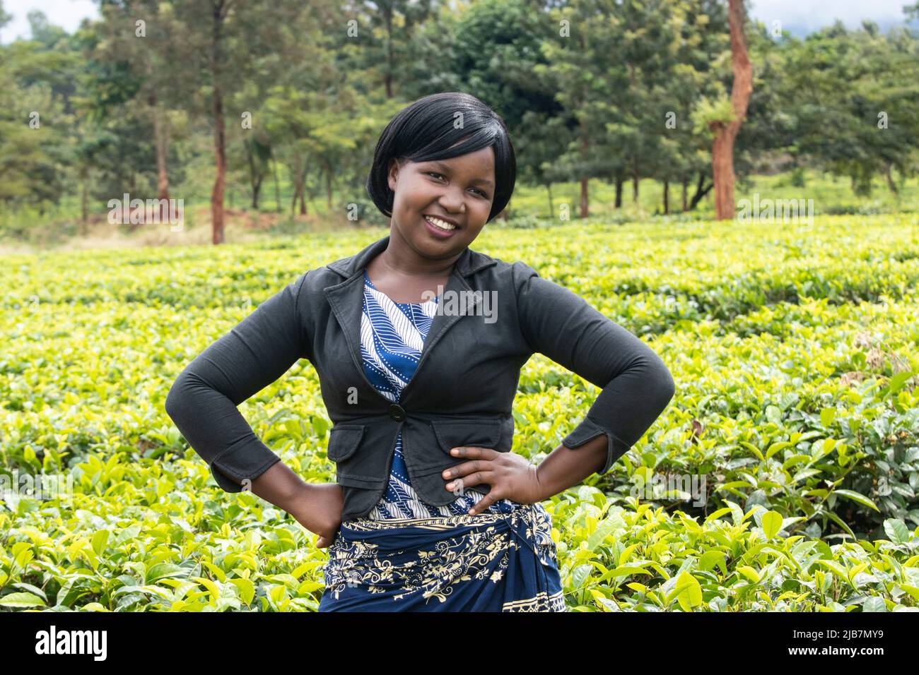 Tea farming in Mulanje, Malawi Stock Photo - Alamy