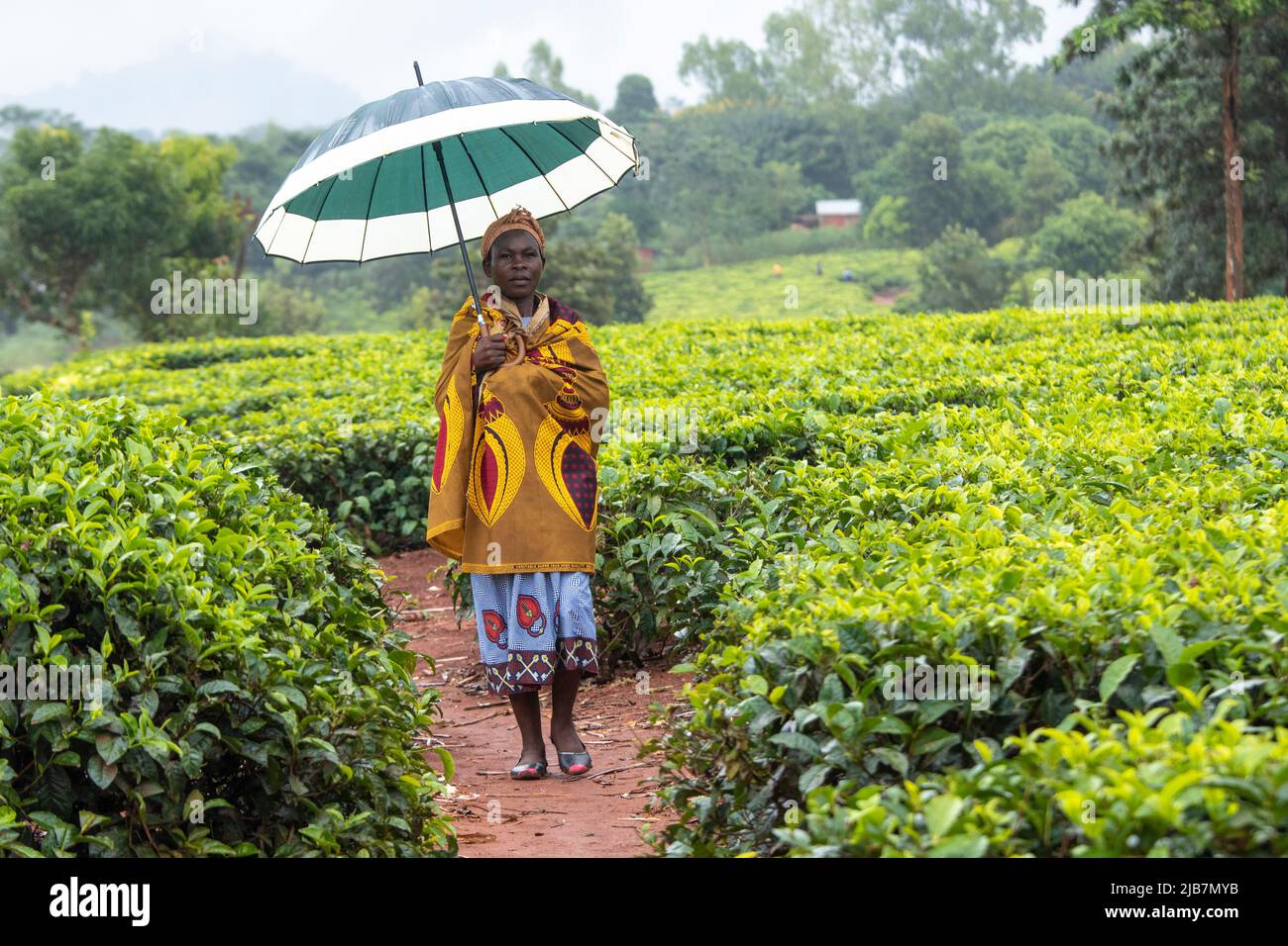 Tea farming in Mulanje, Malawi Stock Photo - Alamy