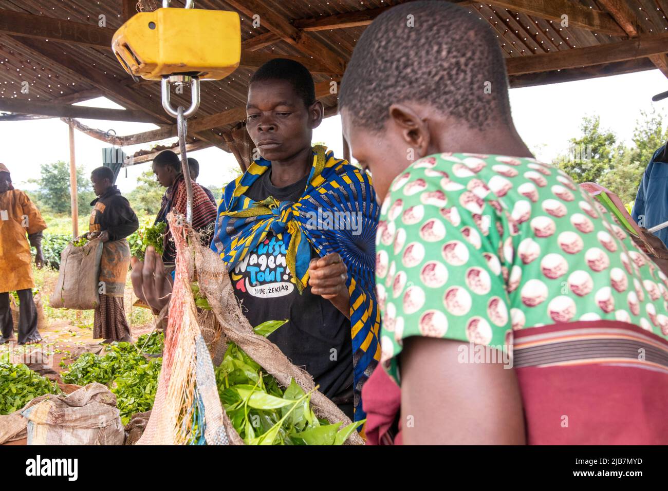 Tea farming in Mulanje, Malawi Stock Photo - Alamy