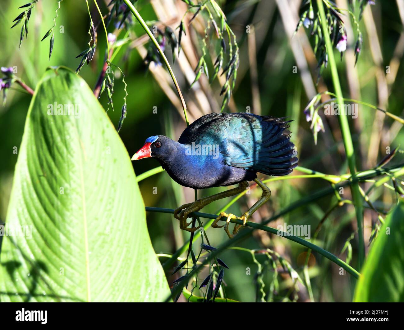 Purple gallinule in plants hi-res stock photography and images - Alamy