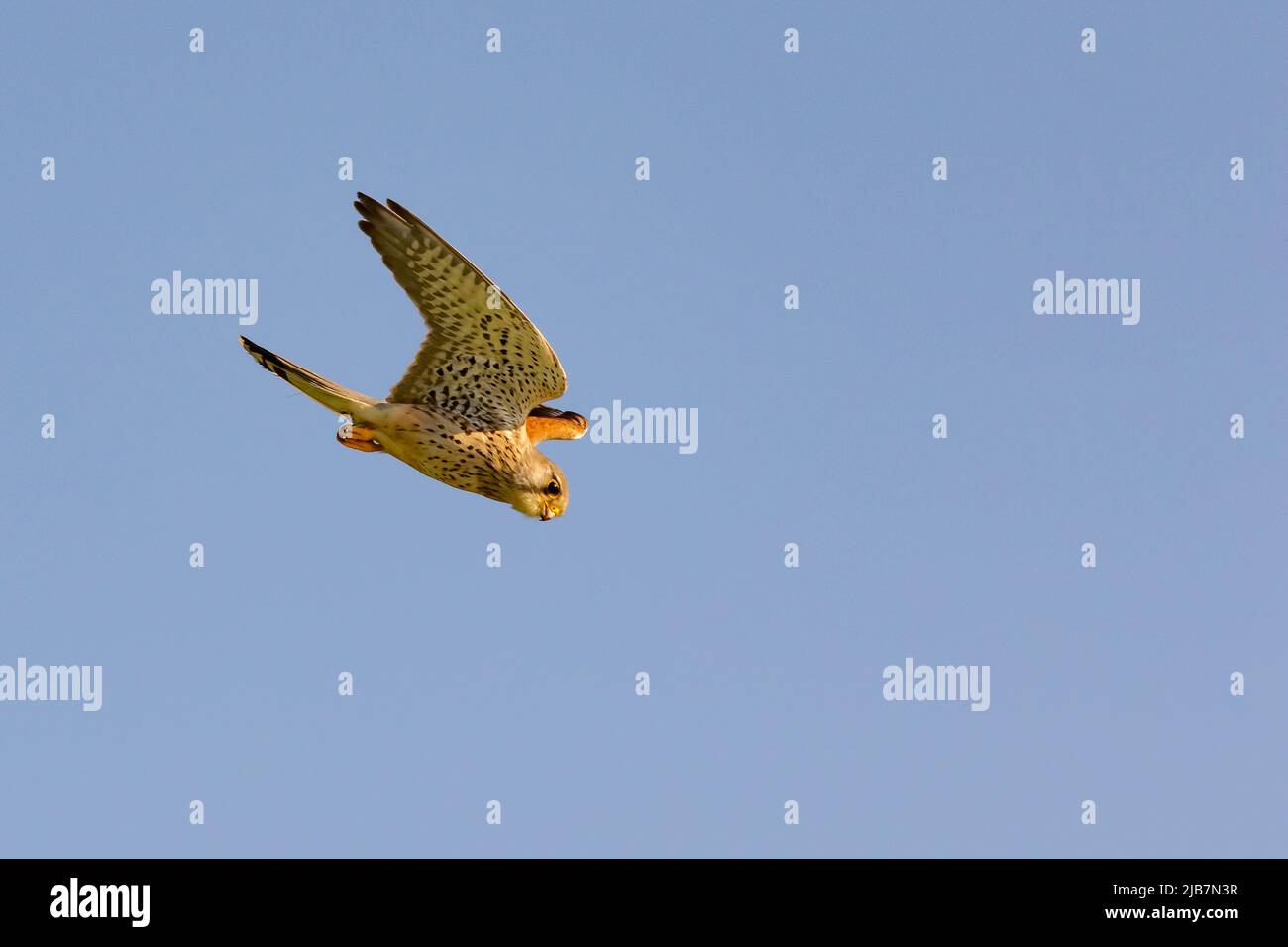 Adult female common kestrel Falco tinnunculus diving against a blue sky ...