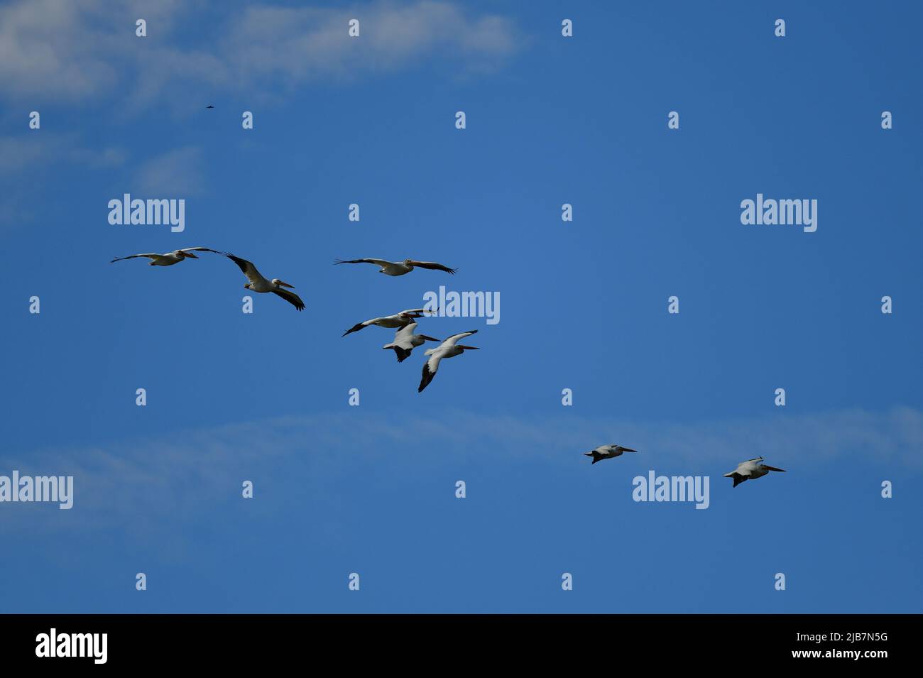 A flock of pelicans (Pelecanus) flies above the Barr Lake in the Barr ...