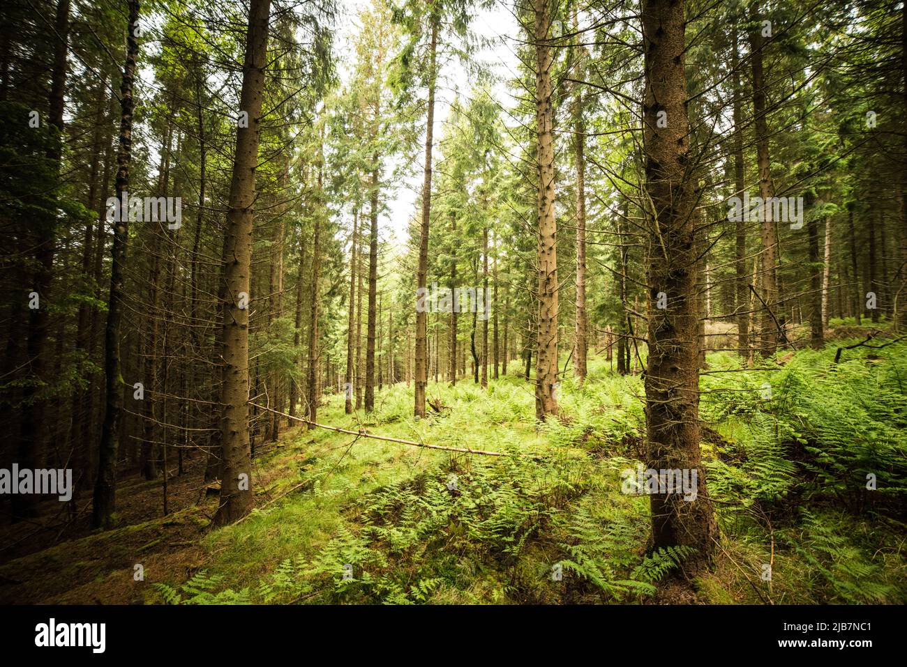 Innerleithen, Scotland, United Kingdom Stock Photo - Alamy