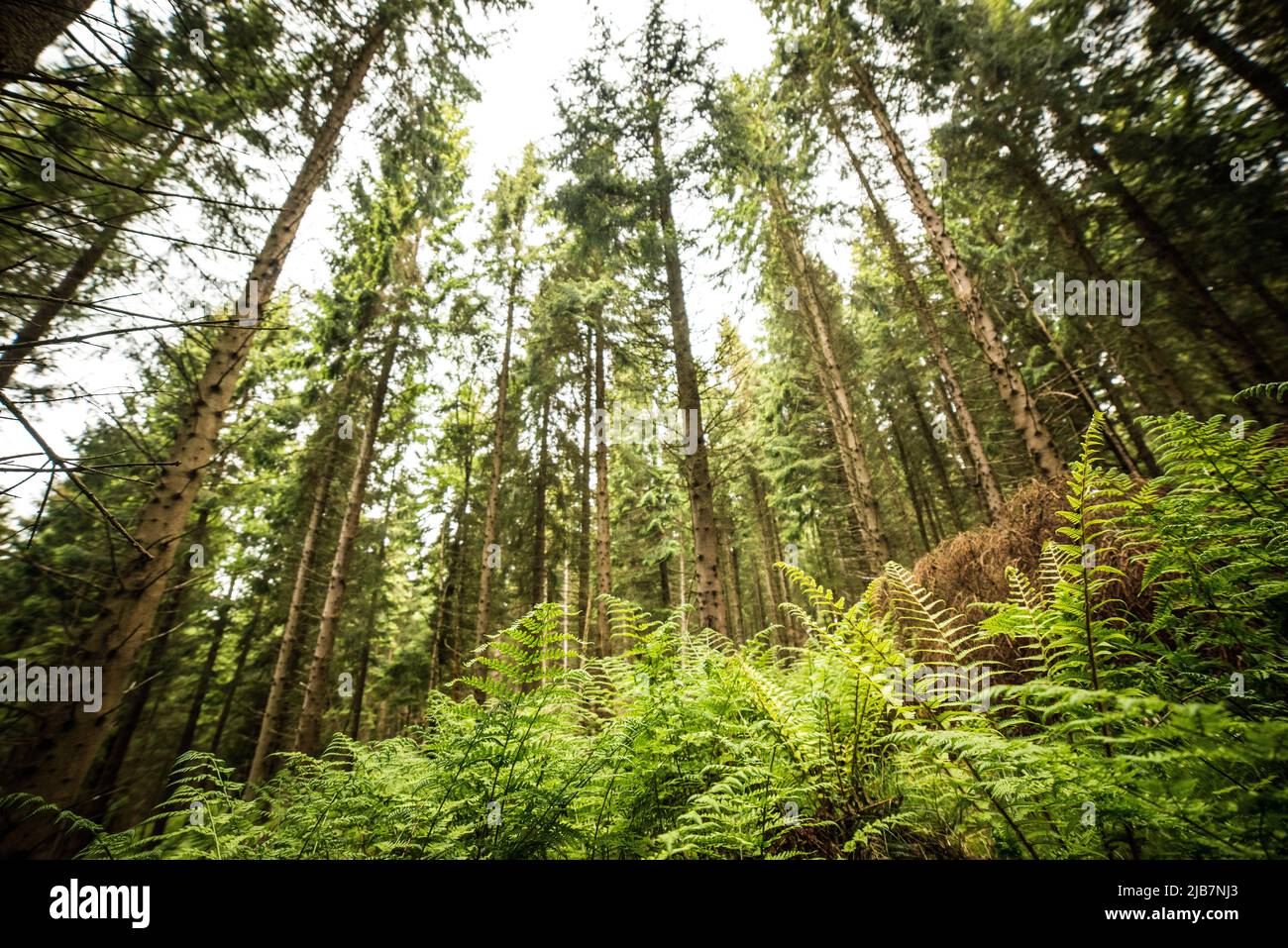 Innerleithen, Scotland, United Kingdom Stock Photo - Alamy