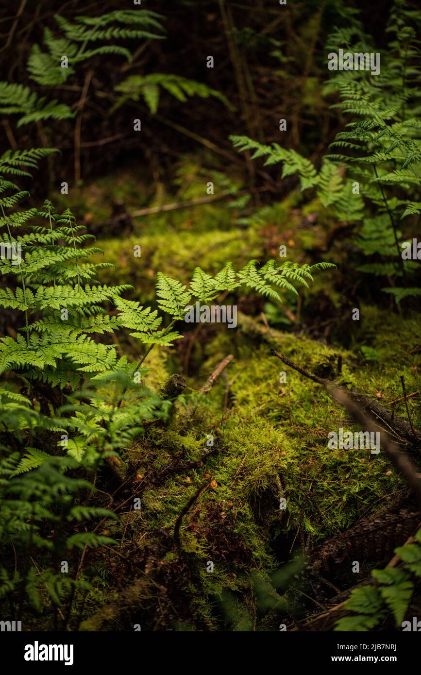 Innerleithen, Scotland, United Kingdom Stock Photo - Alamy