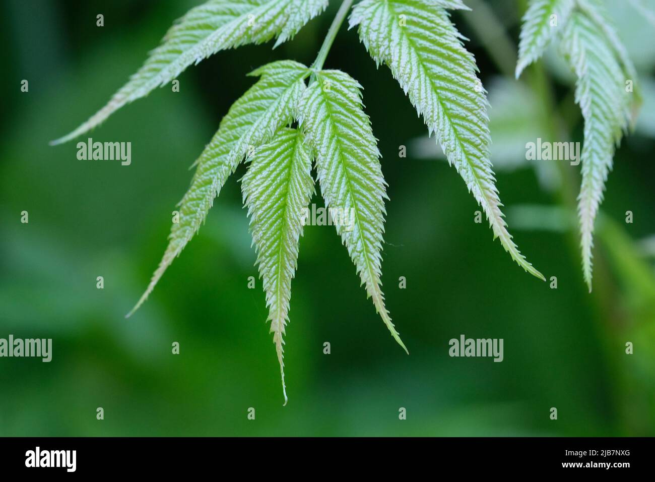 Macro texture of green leaves with blurred background. Nature ...