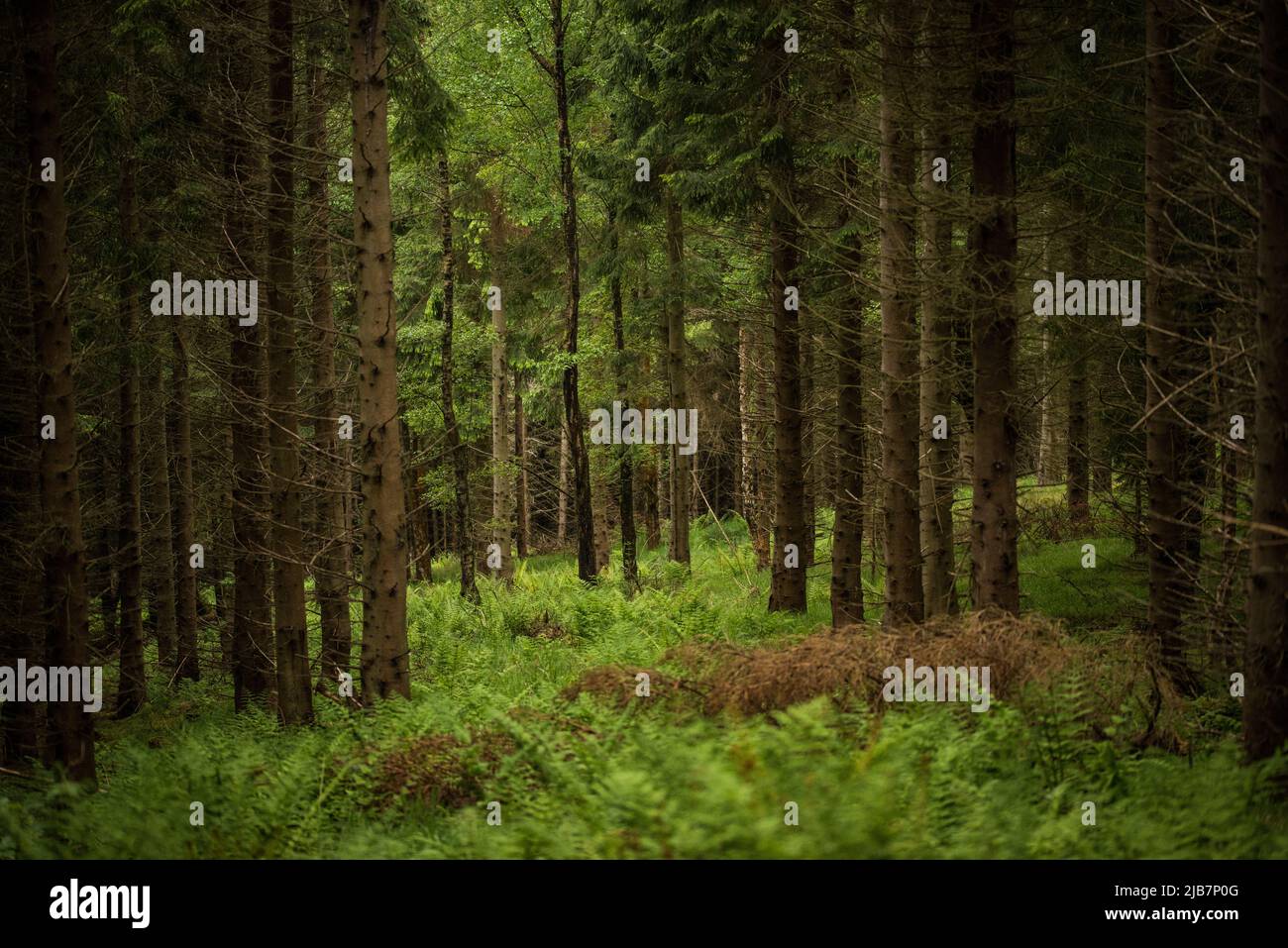 Innerleithen, Scotland, United Kingdom Stock Photo - Alamy