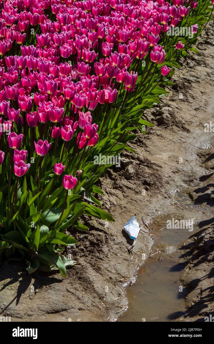 A discarded face mask lies in a field of tulips, highlighting the ...
