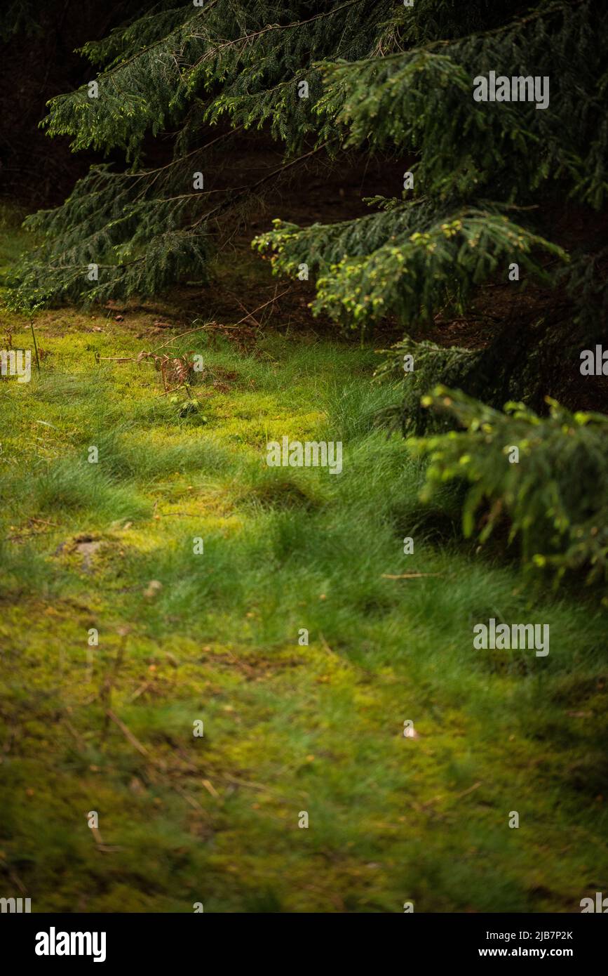 Innerleithen, Scotland, United Kingdom Stock Photo - Alamy