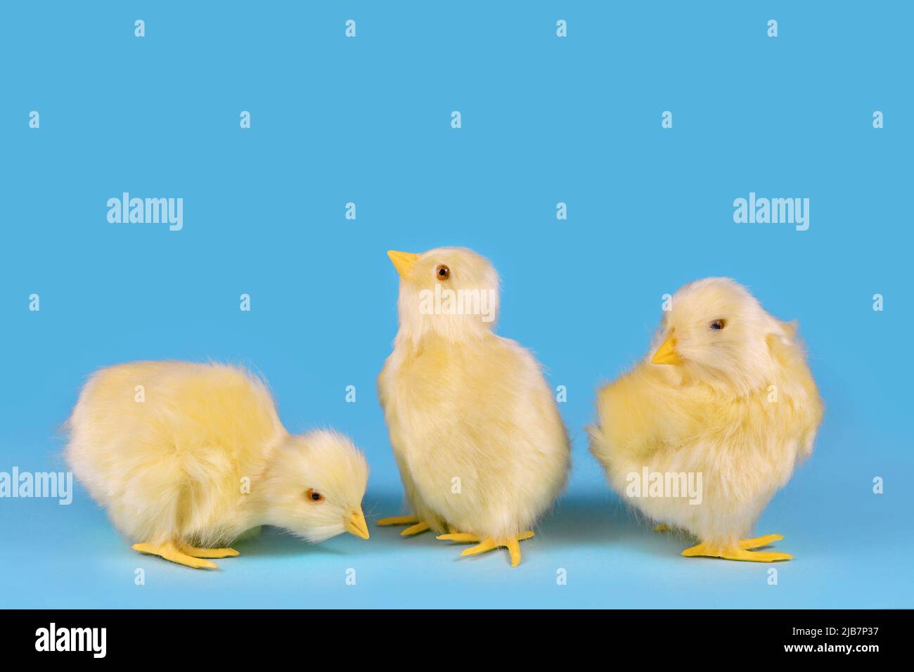 Chicks corner hi-res stock photography and images - Alamy