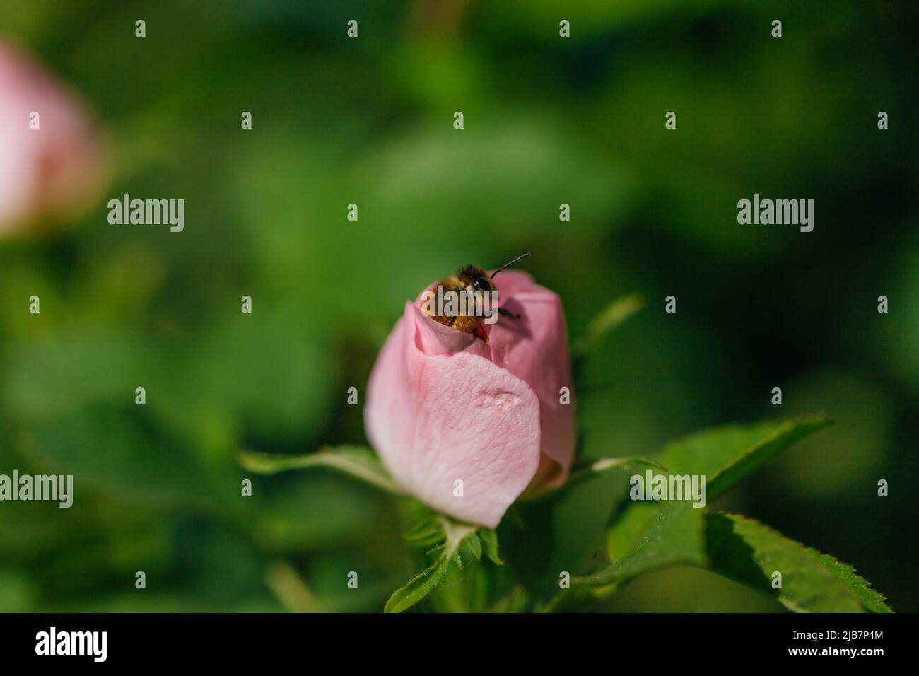 Honey bee on an unopened rose flower Stock Photo - Alamy