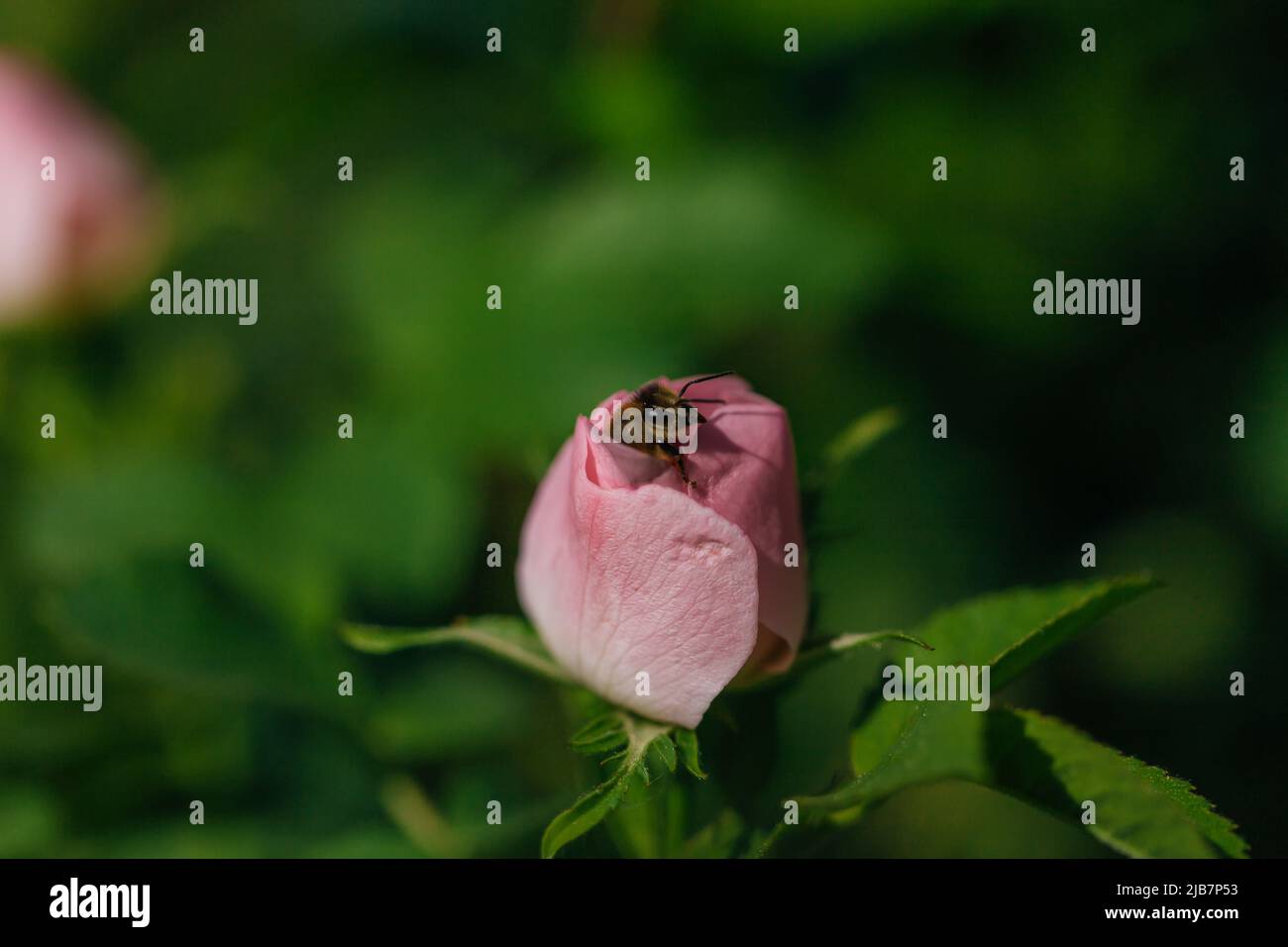 Honey bee on an unopened rose flower Stock Photo - Alamy