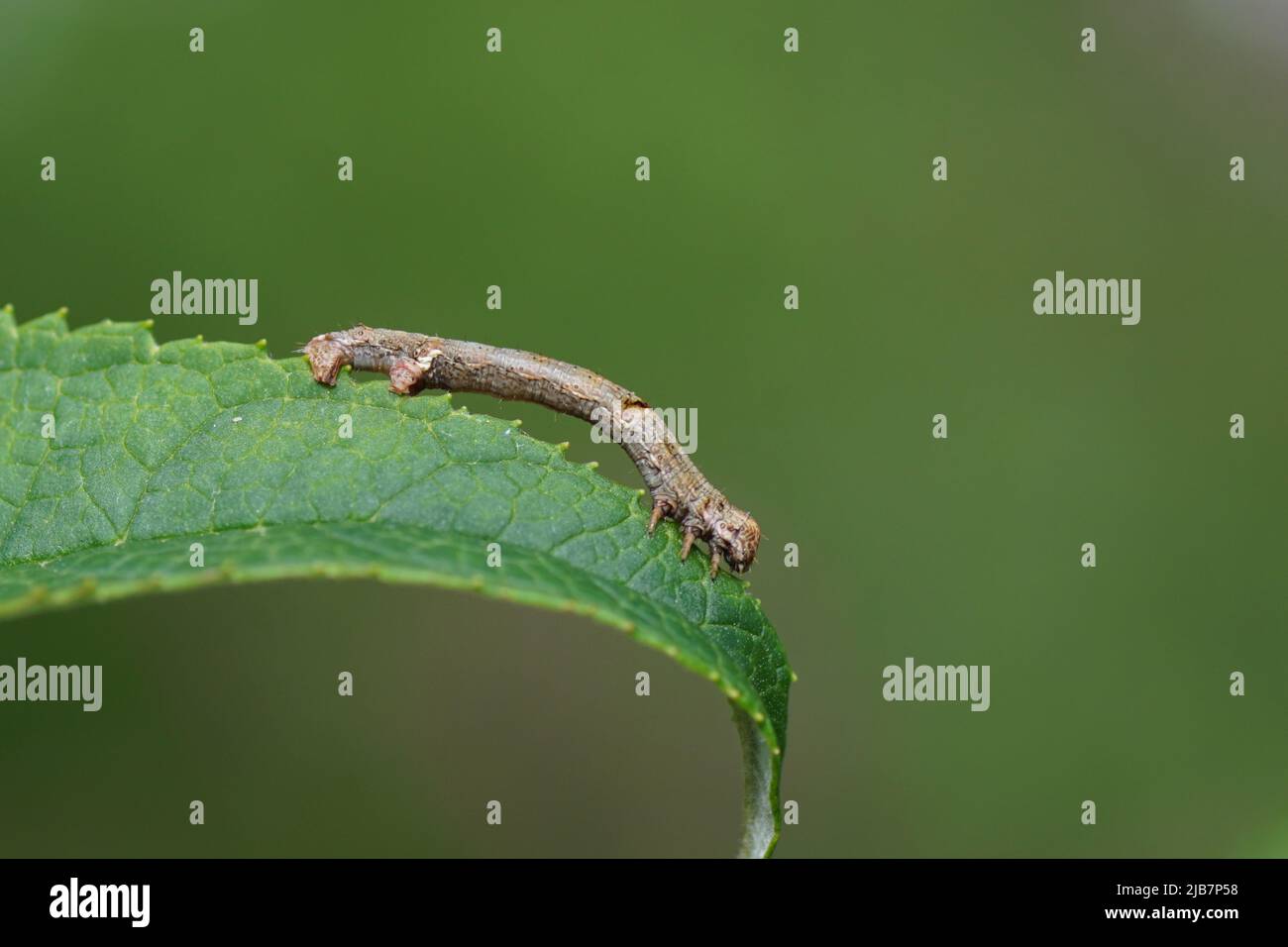 Caterpillar of Engrailed, Small Engrailed (Ectropis crepuscularia ...