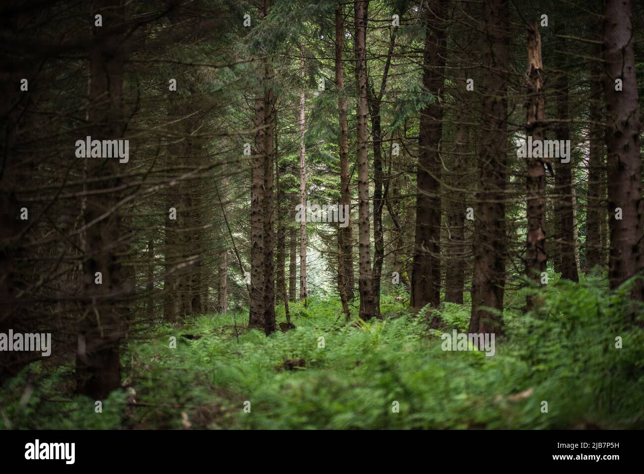 Innerleithen, Scotland, United Kingdom Stock Photo - Alamy