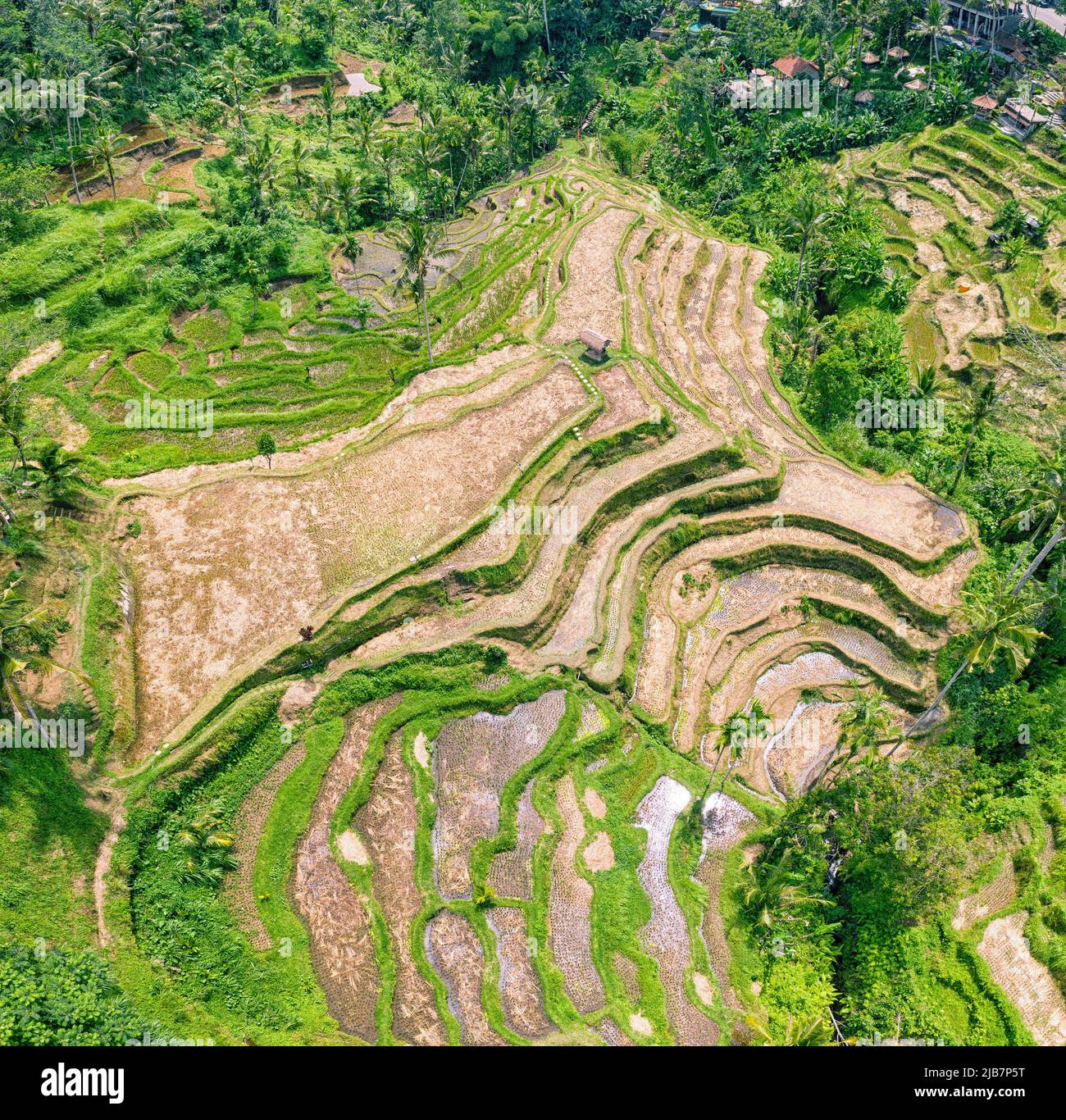 Aerial top down view at tropical valley with dried yellow rice stepped ...