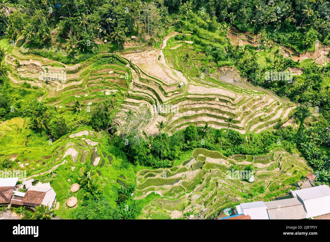 Aerial top down view at tropical valley with dried yellow rice stepped ...