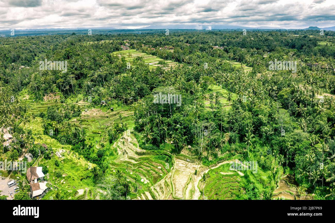 Aerial view at tropical landscape with dried yellow rice stepped ...