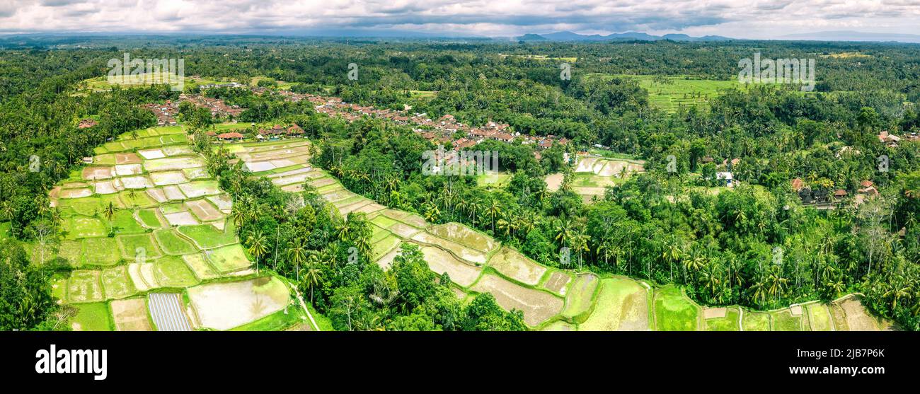 Rice field after harvest rice hi-res stock photography and images - Alamy
