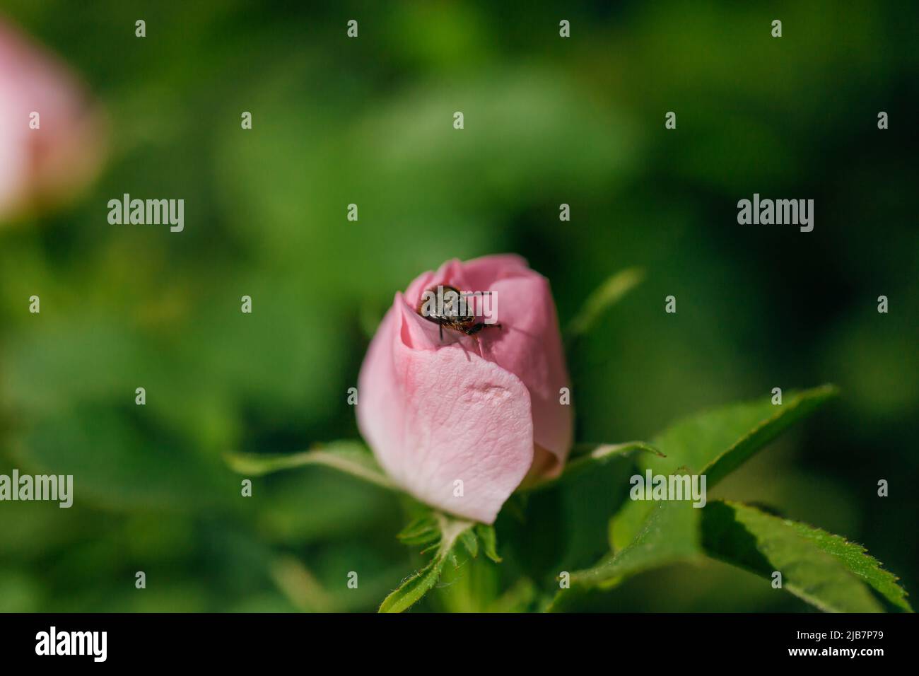 Honey bee on an unopened rose flower Stock Photo - Alamy
