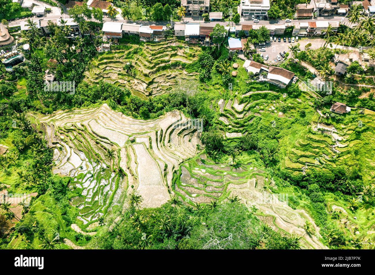 Aerial top down view at tropical valley with dried yellow rice stepped ...
