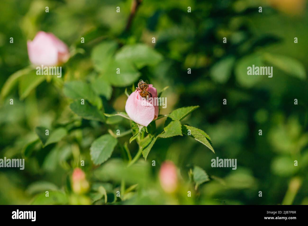 Unopened rose hi-res stock photography and images - Alamy