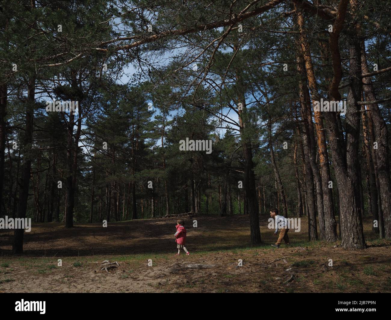 Walking through pine trees hi-res stock photography and images - Alamy