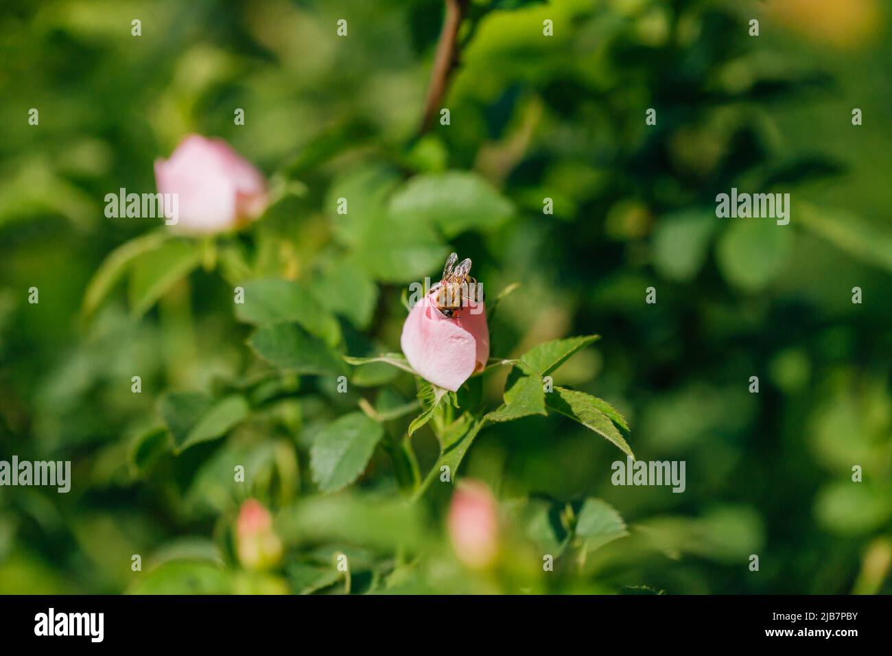 Unopened rose hi-res stock photography and images - Alamy