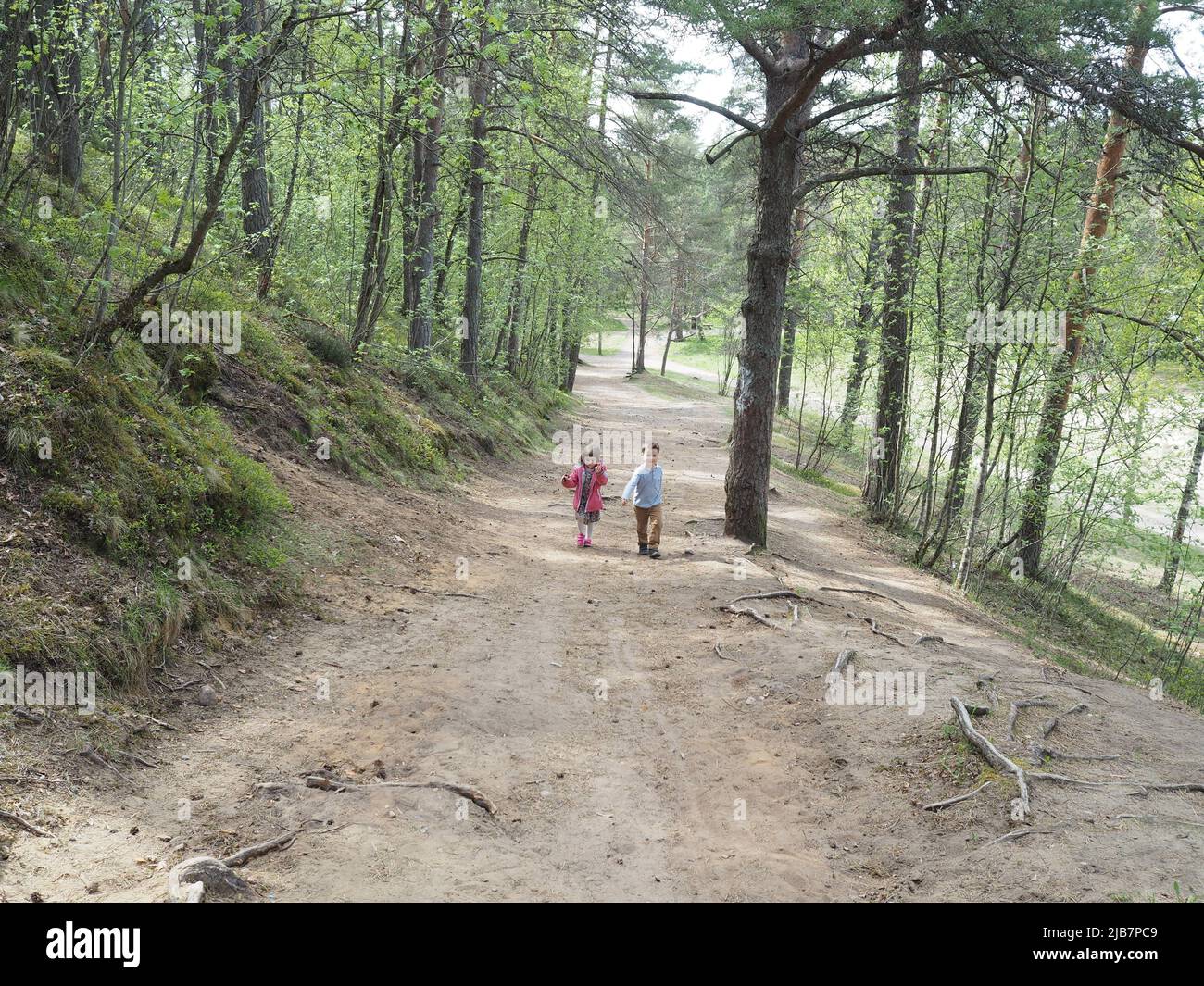 Walking through pine trees hi-res stock photography and images - Alamy