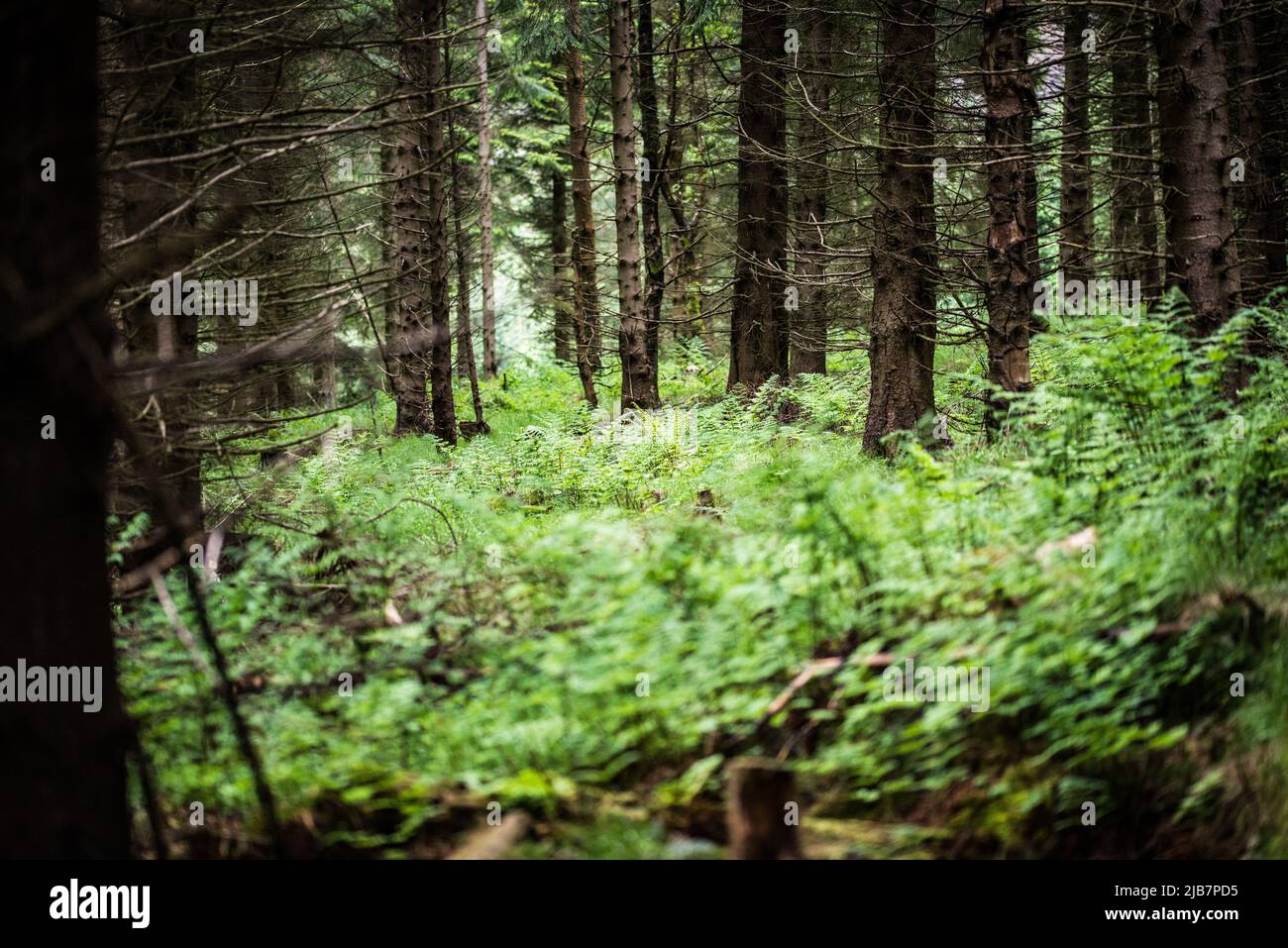 Innerleithen, Scotland, United Kingdom Stock Photo - Alamy
